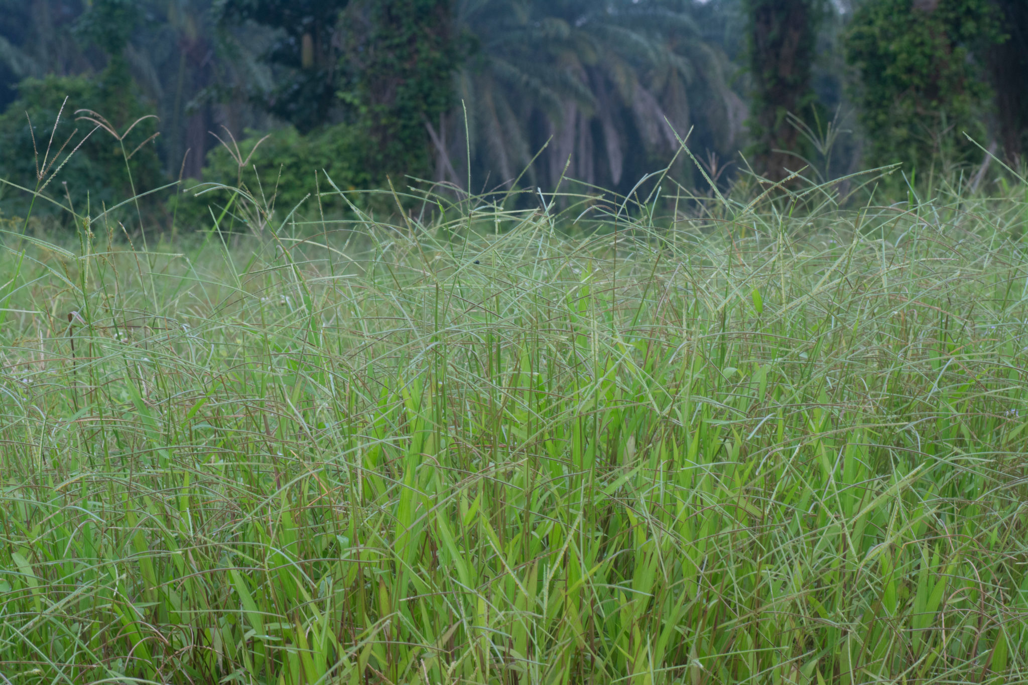 How to Get Rid of Bahia Grass: 7 Actionable Tips & Tricks